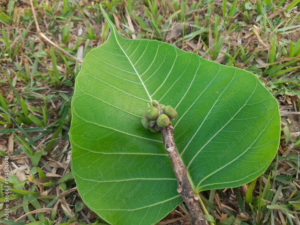 Ficus religiosa Fruits on green leaf. It is also known as the bodhi ...