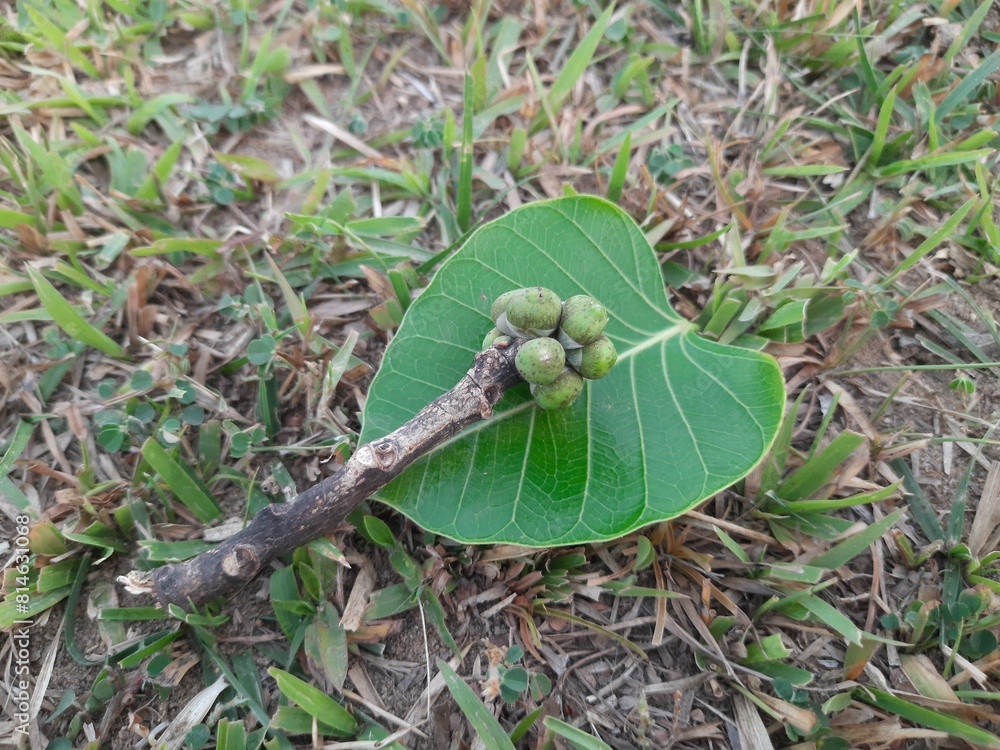 Ficus religiosa Fruits on green leaf. It is also known as the bodhi ...