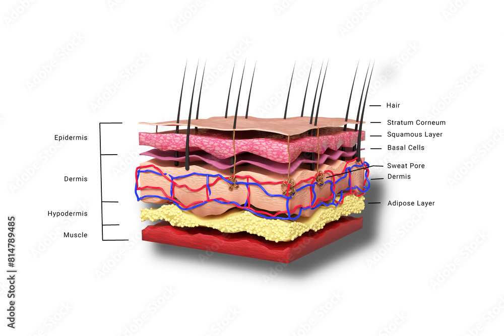 Human skin anatomy diagram Stock Illustration | Adobe Stock