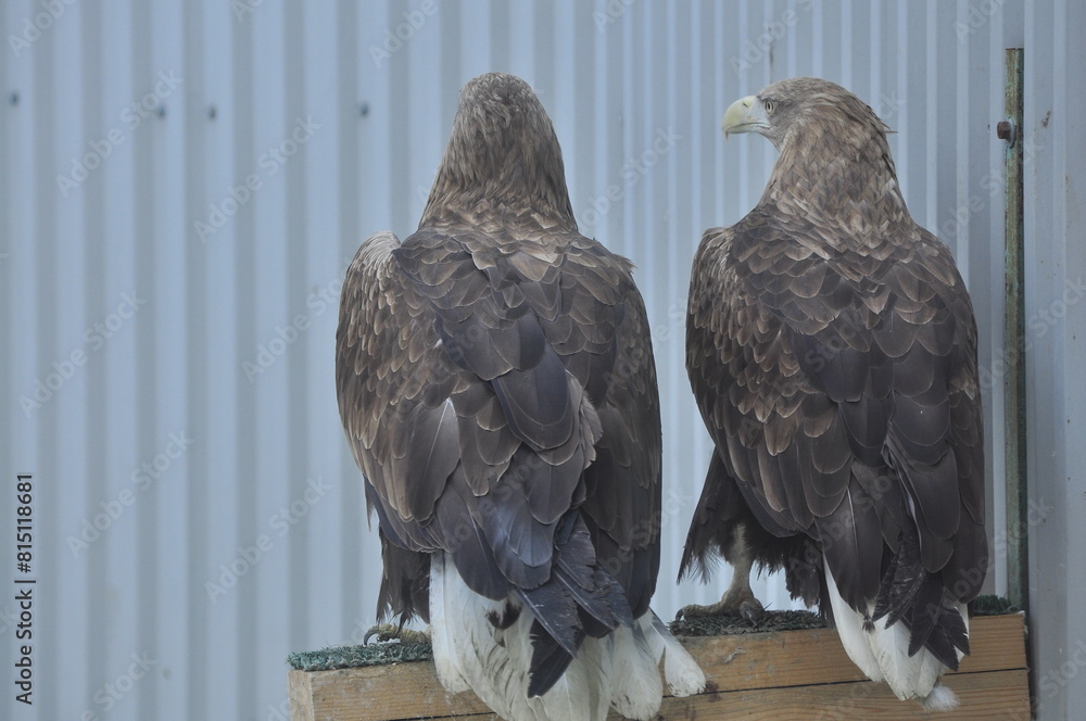 Animals - traditionally (since Aristotle) distinguished category of ...