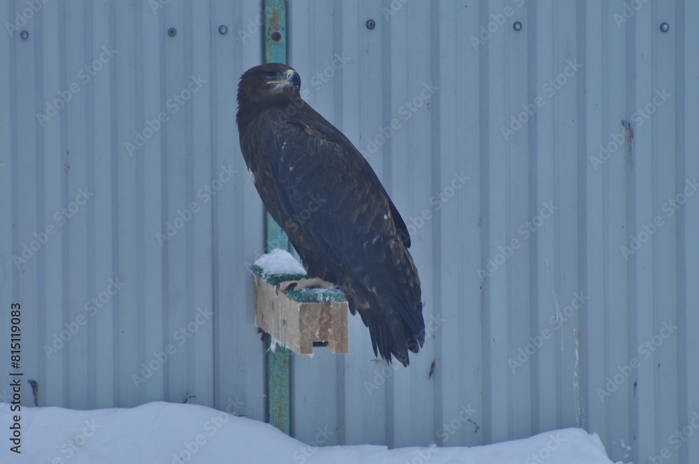 Animals - traditionally (since Aristotle) distinguished category of ...