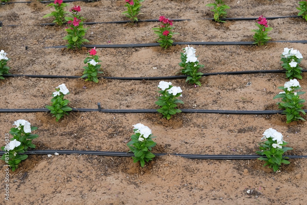 Irrigation spray system hoses. Process of watering flowers in middle ...
