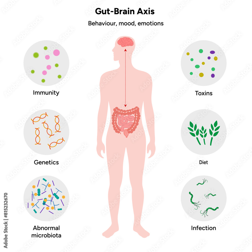 Gut brain axis, nervous system in human body small and large intestine ...
