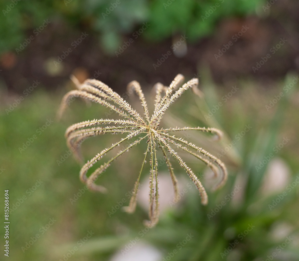 Top view of Chloris barbata, also known as swollen finger grass ...