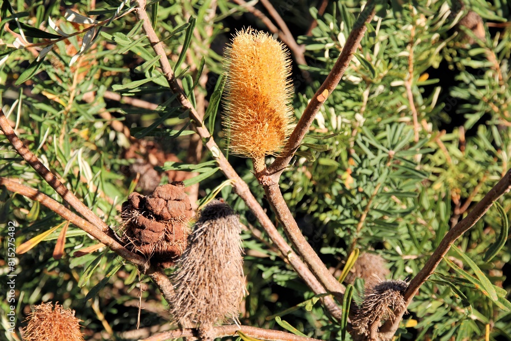 New and old Coast Banksia (Banksia integrifolia) inflorescences on ...