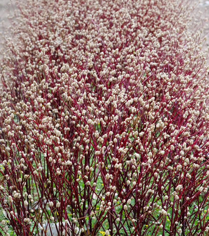 Purple Knight Alternanthera Dentata in Zhishan Garden in National ...