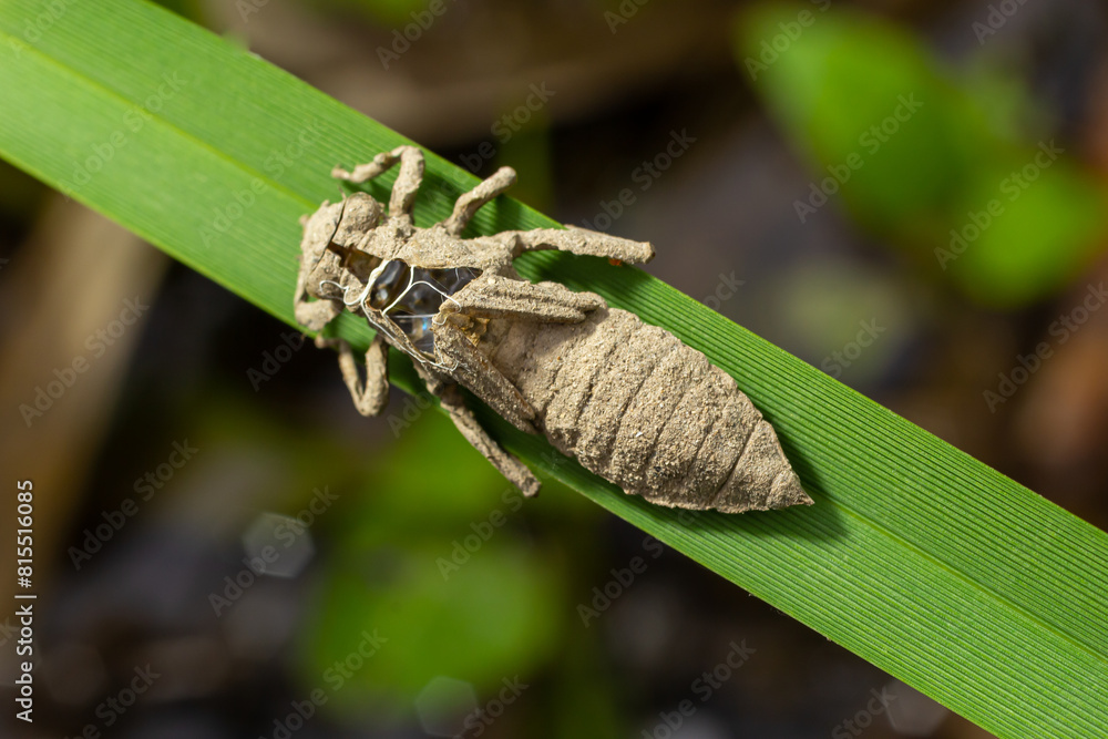 Larval dragonfly grey shell. Nymphal exuvia of Gomphus vulgatissimus ...