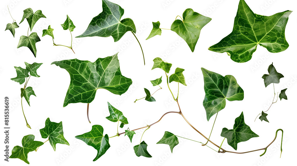 Set of ivy leaves, featuring their classic pointed, lobed forms that ...