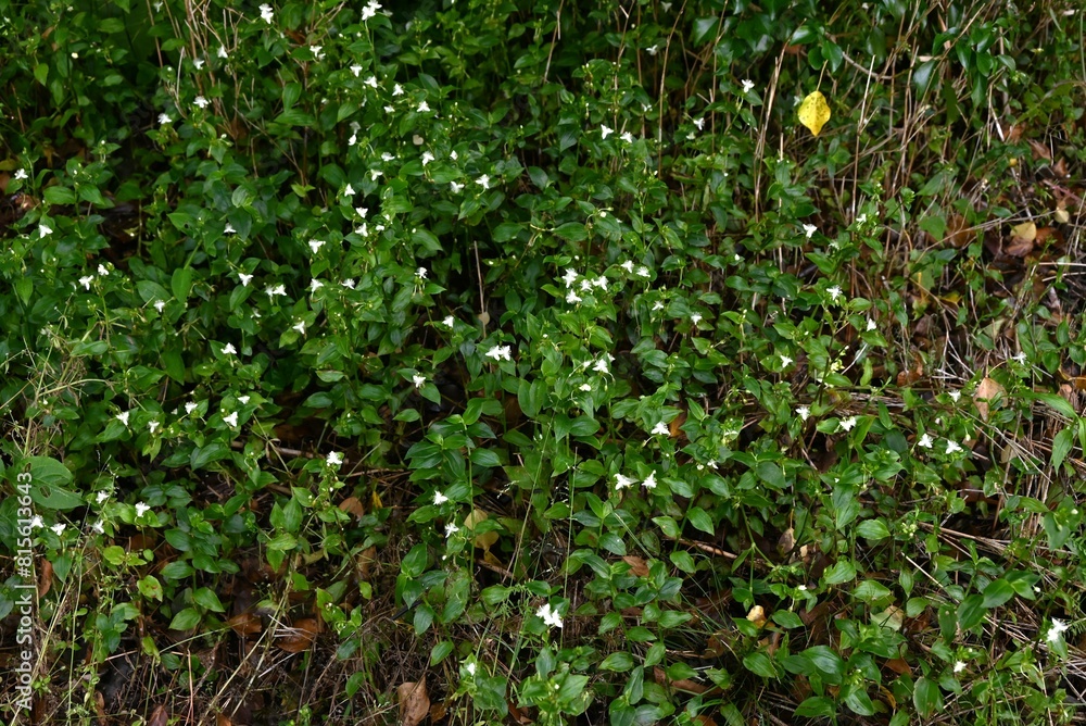 Tradescantia fluminensis ( Wandering jew ) flowers. Commelinaceae ...