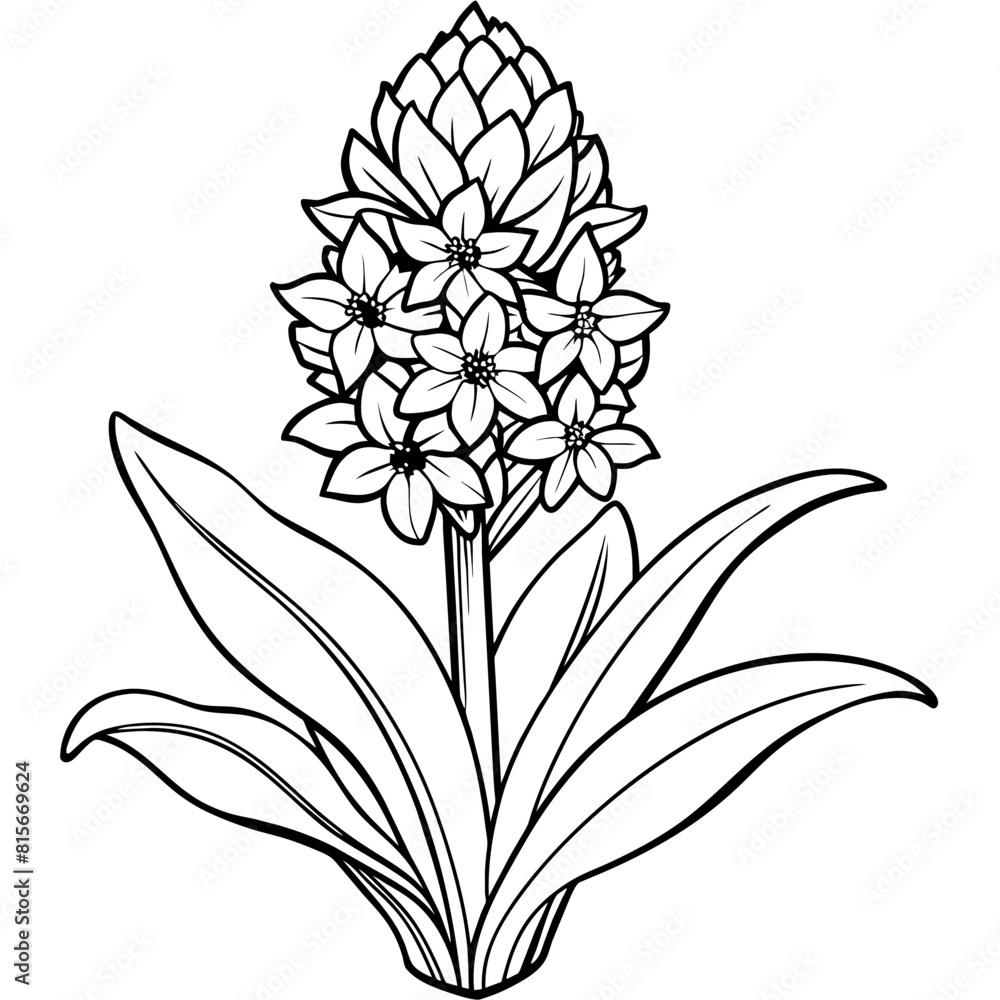 Hyacinth flower outline illustration coloring book page design ...