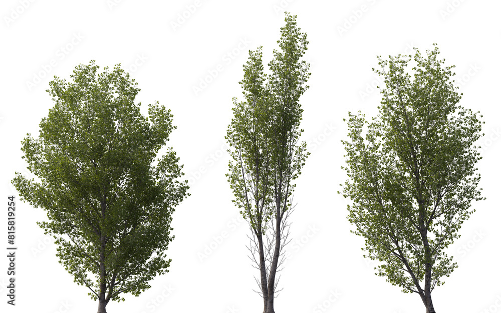 Populus × tomentosa frontal set trees isolated png in sunny daylight on ...