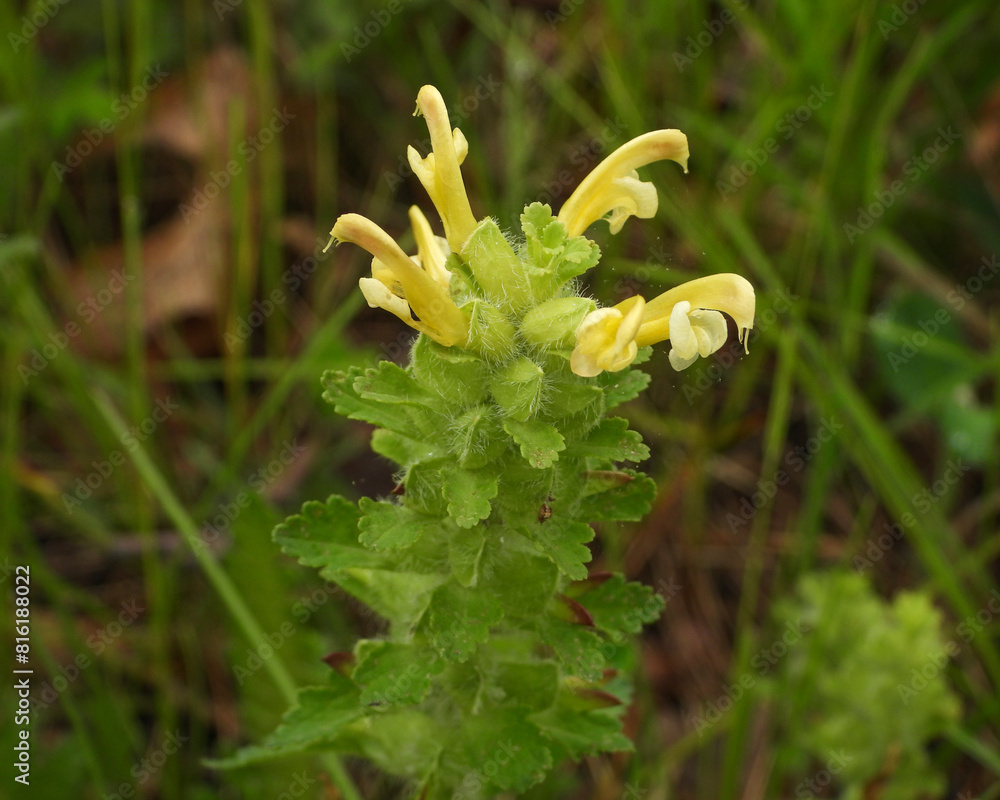 Pedicularis canadensis (Wood Betony) Native North American Prairie ...