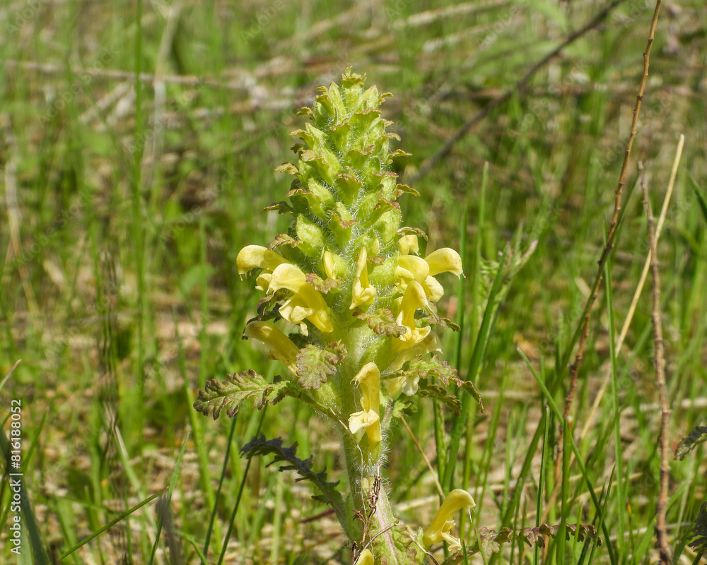Pedicularis canadensis (Wood Betony) Native North American Prairie ...
