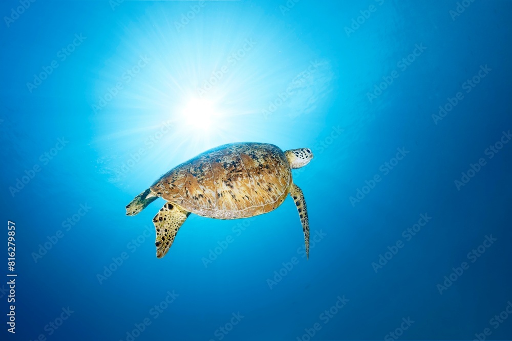 Green turtle (Chelonia mydas) swimming in blue water, back light ...