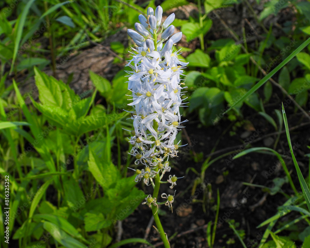 Camassia scilloides (Wild Hyacinth) Native North American Prairie ...