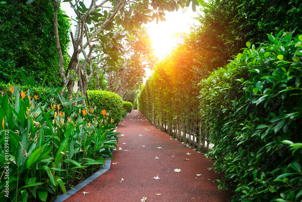Red walkway between Banyan Tree along the pathway and sunlight ...