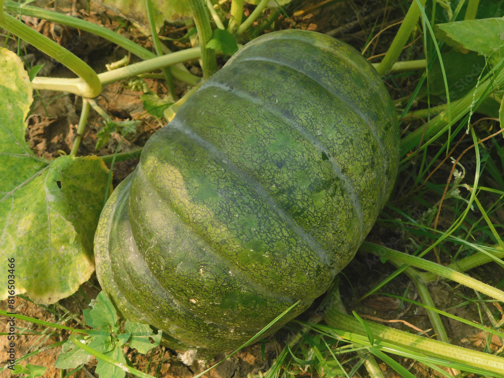 Cucurbita pepo is a cultivated plant of the genus Cucurbita. It yields ...