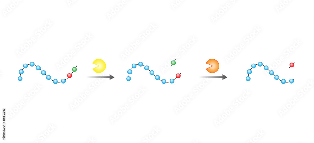 Angiotensin. Renin-Angiotensin-Aldosterone System, blood pressure ...