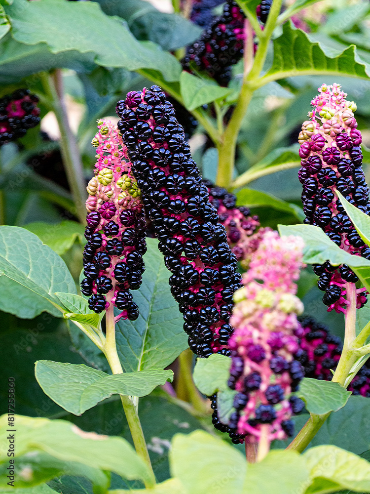 Indian poke, phytolacca acinosa close-up. Beautiful berries are grouped ...