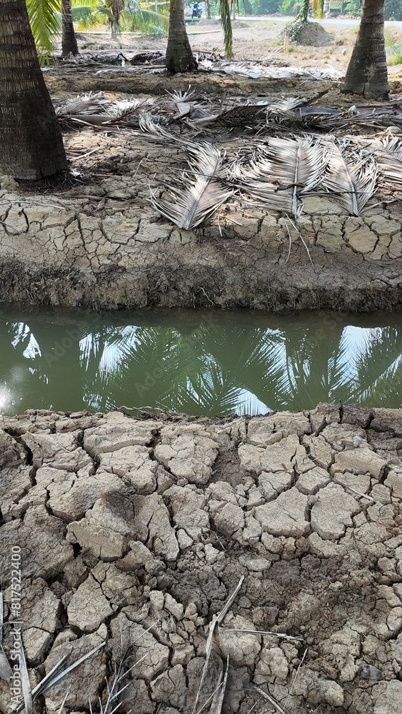 Foto Coconut tree field at Ben Tre, Mekong Delta, Viet nam in hot ...