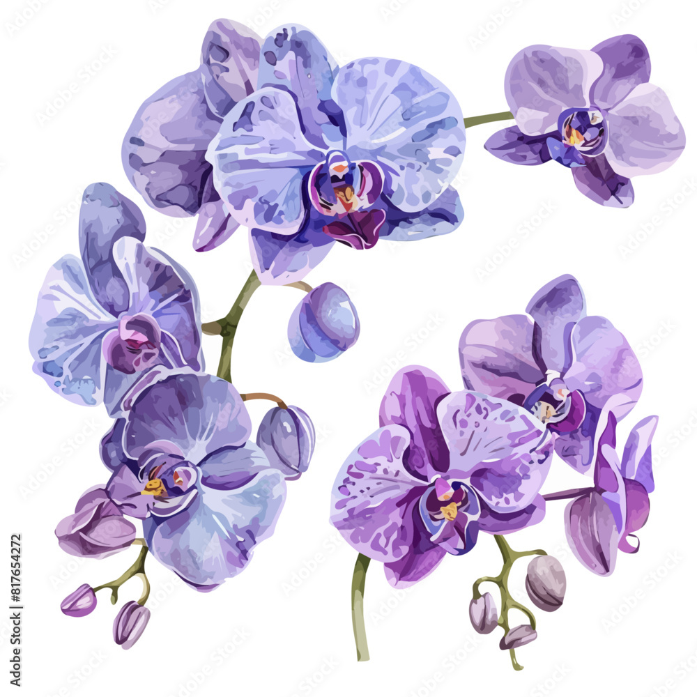 Watercolor drawing of a purple orchid, isolated on a white background ...