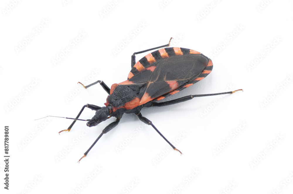 Eastern Bloodsucking Conenose Kissing bed Bug - Triatoma sanguisuga ...