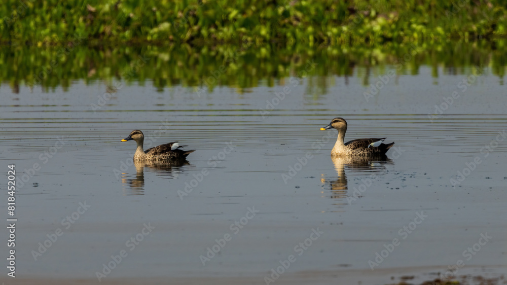 The Indian Spot-billed Duck (Anas poecilorhyncha) is a medium-sized ...