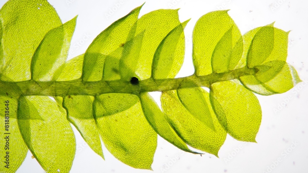 Moss (Bryophyte) under microscope. The species probably Ectropothecium ...