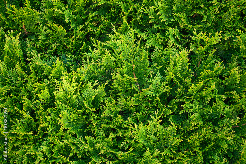 Thuja branch background. Close up of green leaves of Thuja occidentalis ...