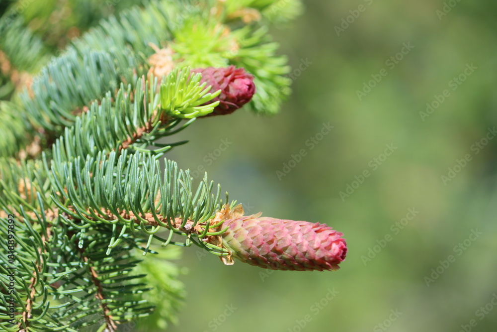 Sweden. Spring Rebirth: Pine Tree with Young Cones. A conifer cone or ...