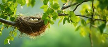 Spring Birds And Nest Free Stock Photo - Public Domain Pictures