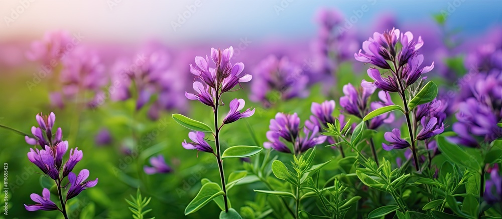 Medicago sativa commonly known as lucerne or alfalfa is a perennial ...