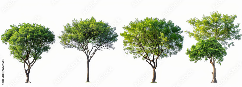 4 images of green trees isolated on white background, different angles ...