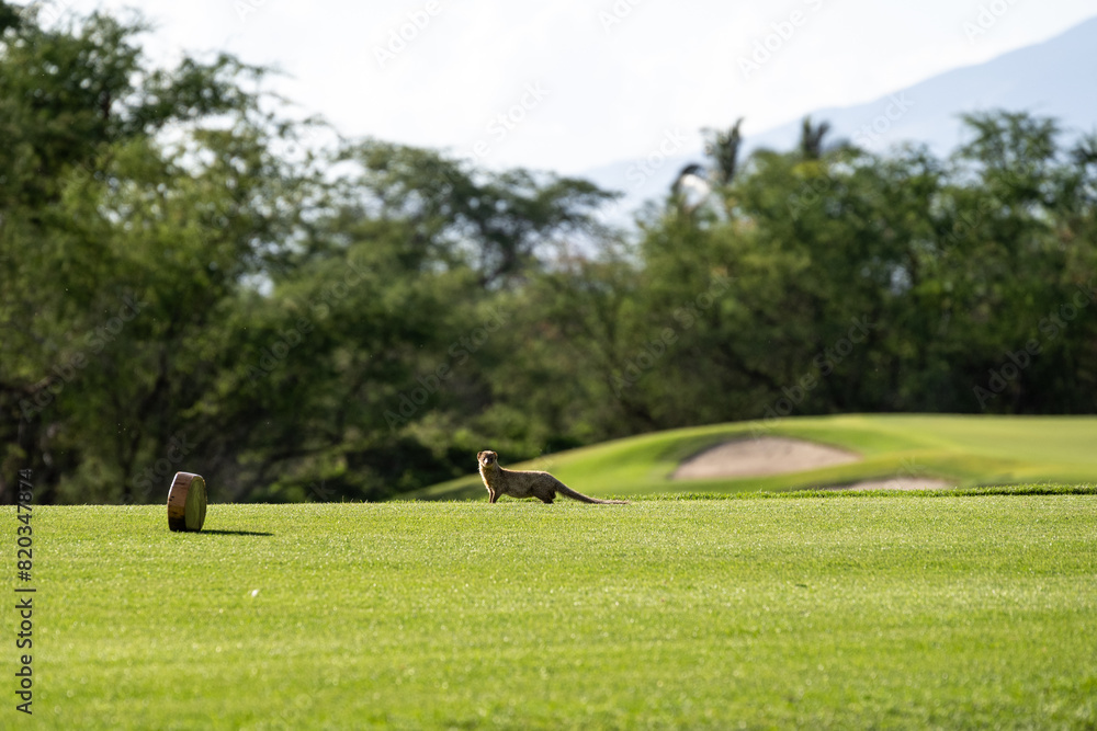 Mongoose sitting golf course tee box looking back towards the golfers ...