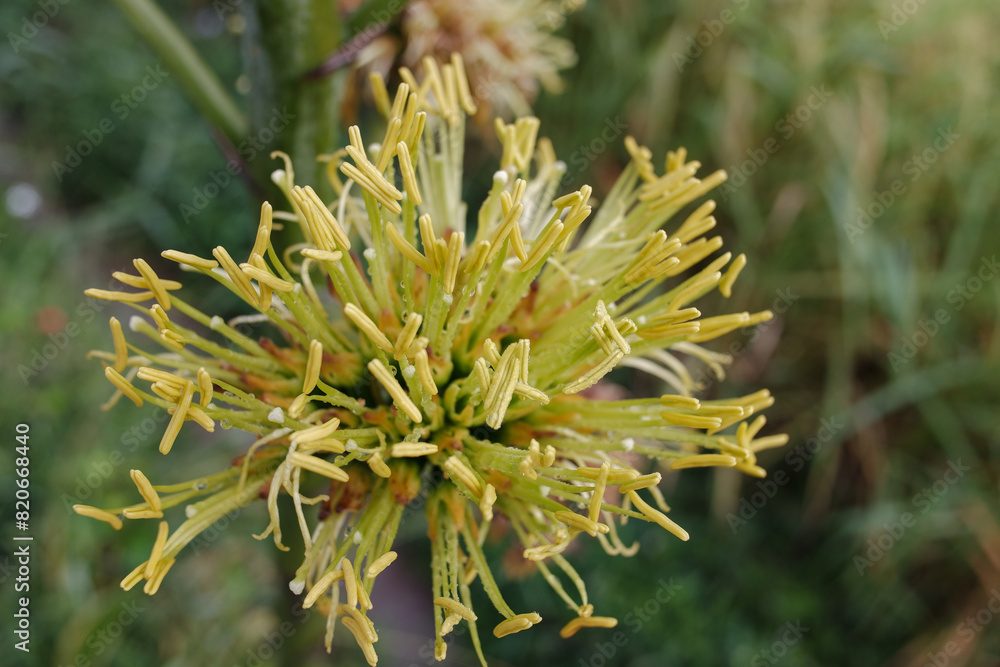 Close up image of blooming century plant aka agave americana flowers ...