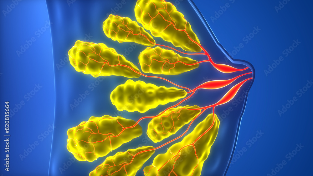 Female Internal Organs Mammary Glands Anatomy Stock Illustration ...