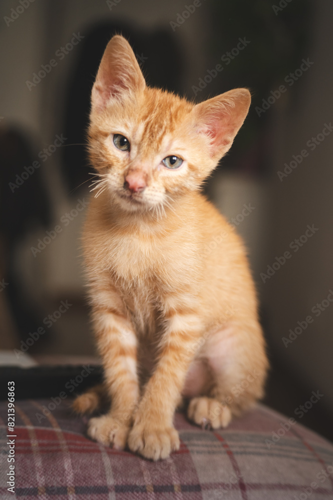 beautiful baby portrait of orange short hair cat. The European cat was ...