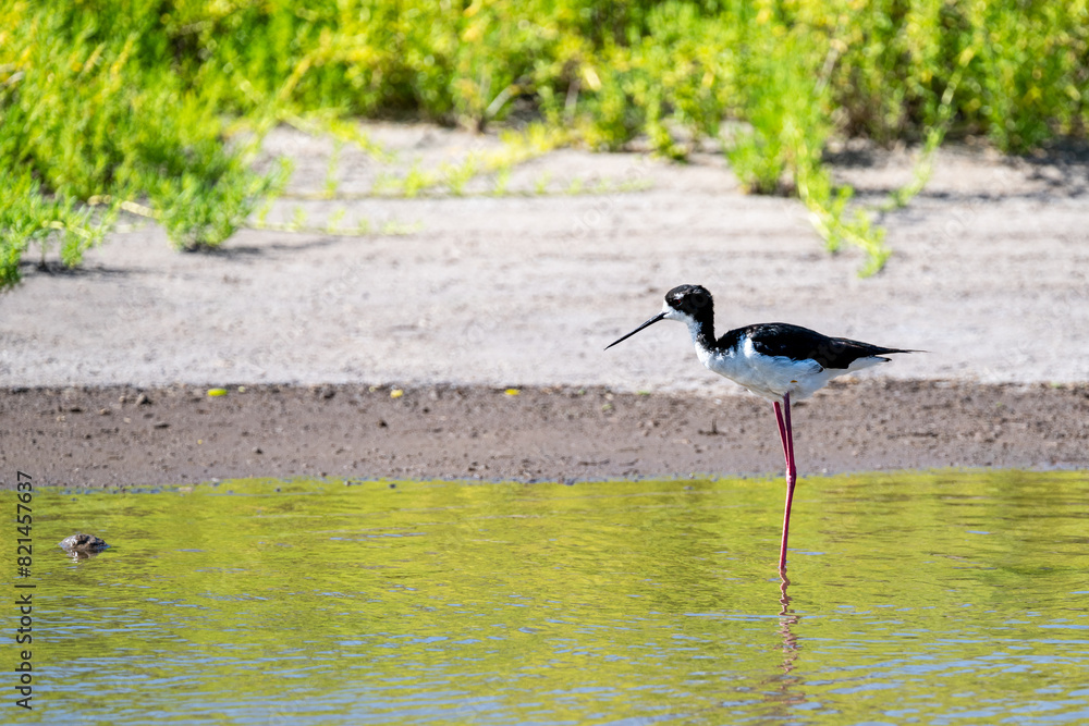 Hawaiian Stilt, Black-Necked Stilt, foraging for food in shallow water ...