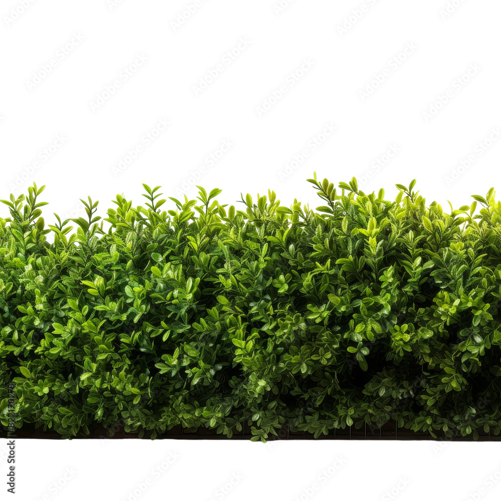 Lush Garden Bushes Isolated on Transparent Background, PNG, Cut Out ...