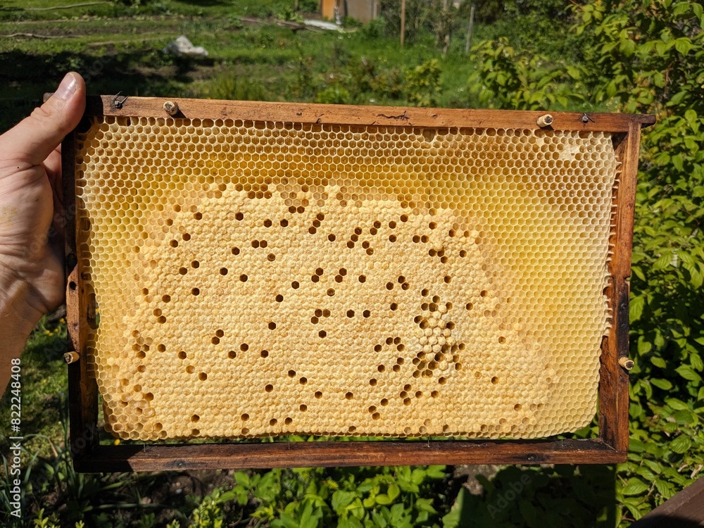 Honey bee brood on a wooden frame in an ecological family beekeeping ...