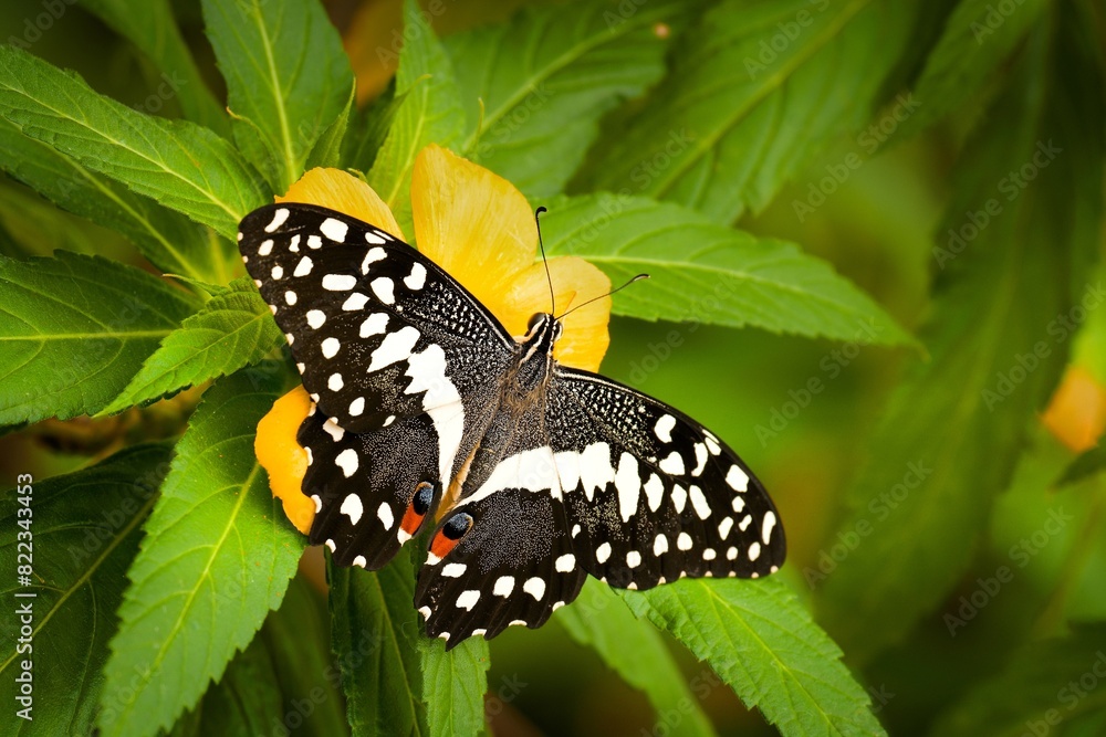 Papilio demoleus - tropical butterfly sitting on green leaves ...