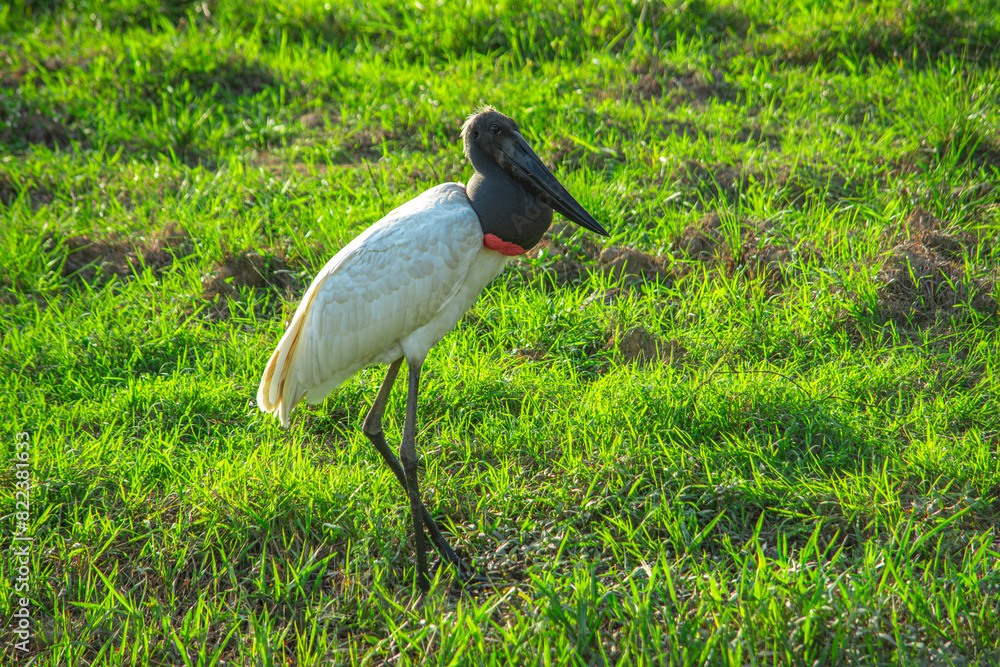Jabiru stork, also known as Garzon Soldado, in a grassy field at Hato ...