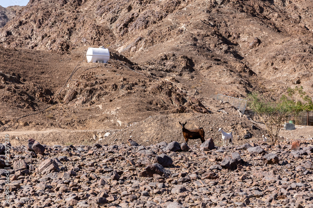 Desert farm in Hajar Mountains in United Arab Emirates (Masafi village ...