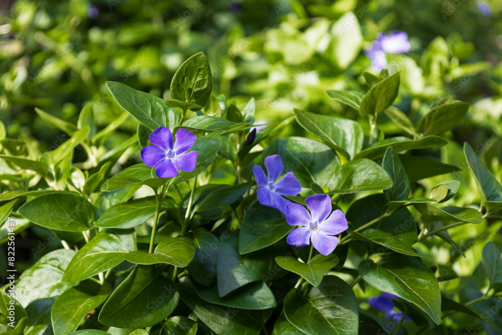 Blossom of bright bigleaf periwinkle in spring. Detail of the blue ...