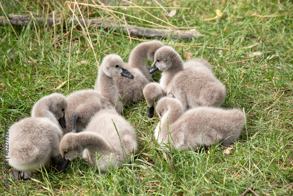 Cygnets are grey when they hatch with black beaks and gradually turn ...