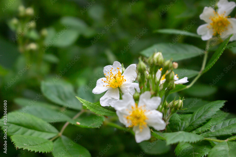 Cherokee rose (Rosa laevigata) flowers. Rosaceae evergreen vine shrub ...