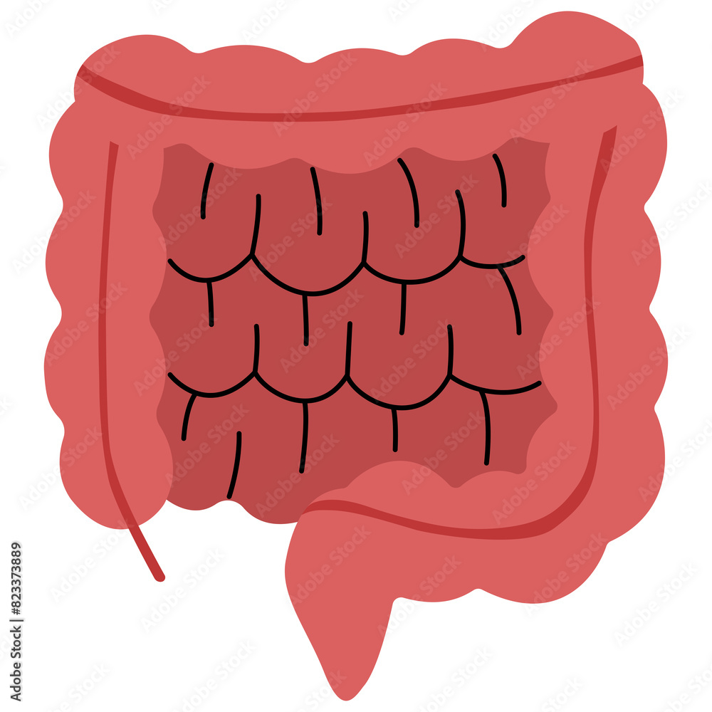 Ilustración de Stock Large intestine and Small intestine, PNG ...