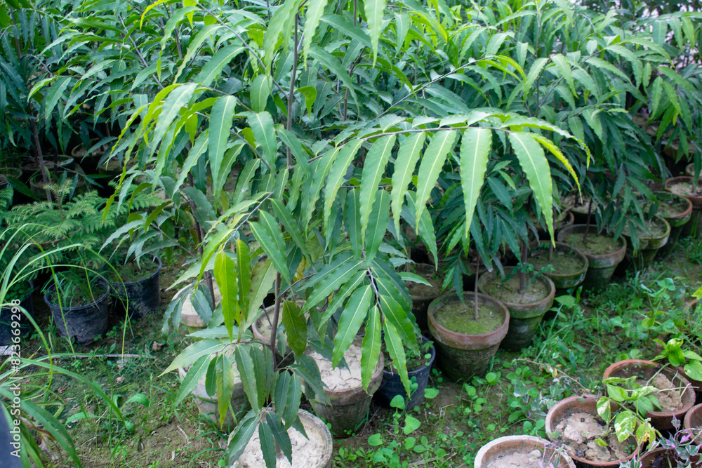 Foto de Stock Monoon longifolium, the false ashoka, also commonly known ...