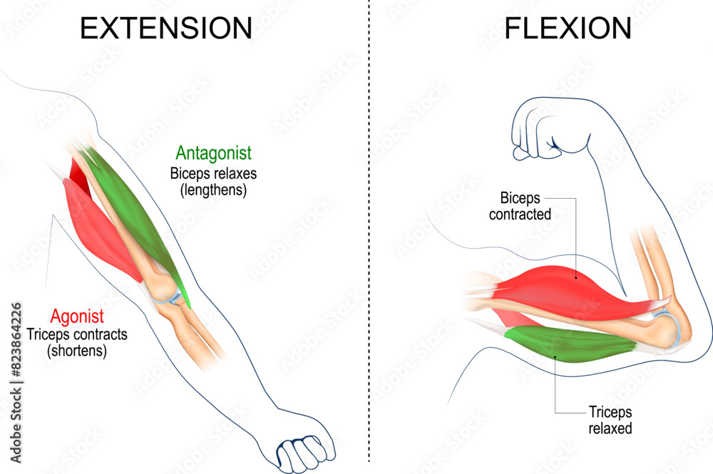 Extension and Flexion of Muscles Stock Vector | Adobe Stock