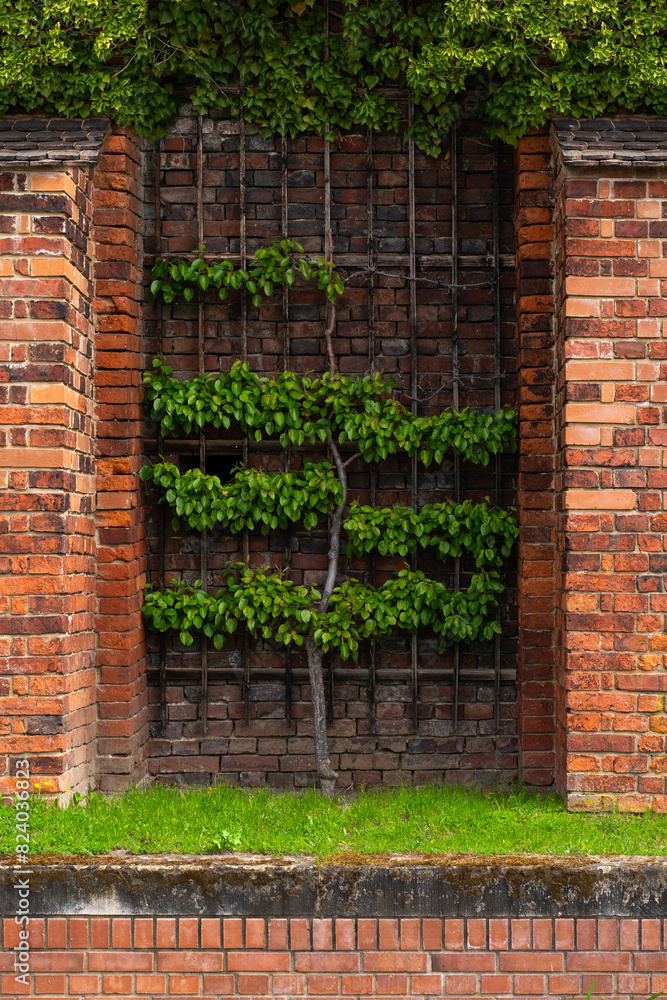 Brick wall with espaliered trees trained to grow horizontally along ...